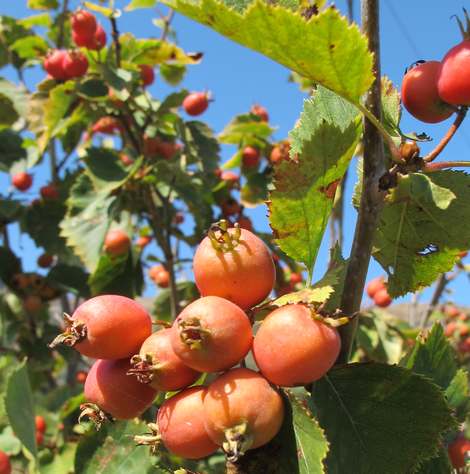 Jardin botanique fruitier d'Avapessa